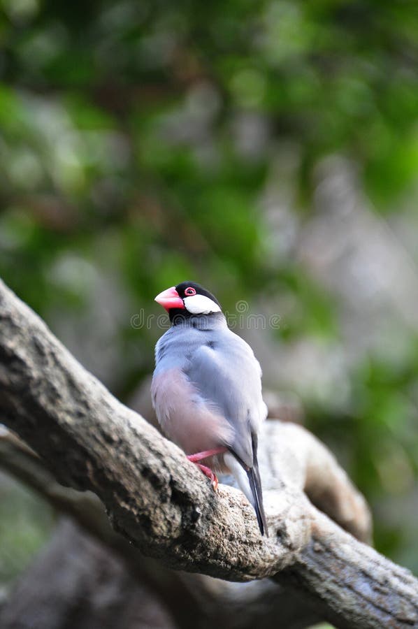 Pardal de Java imagem de stock. Imagem de animal, pena - 30886579