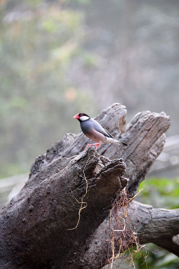 Pardal de Java na árvore imagem de stock. Imagem de furo - 17215773