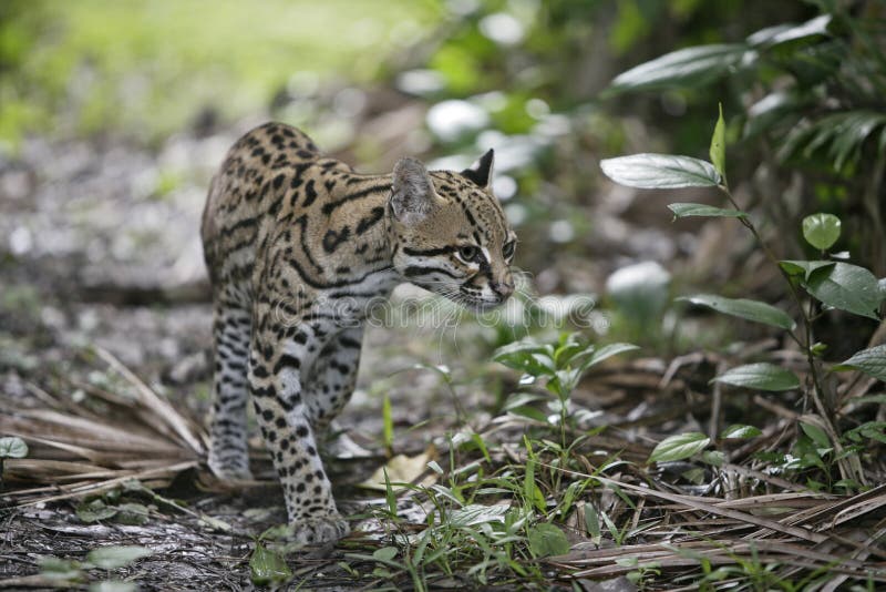 Pardelkatze, Leopardus-pardalis Stockbild - Bild von raub, belize: 36361359