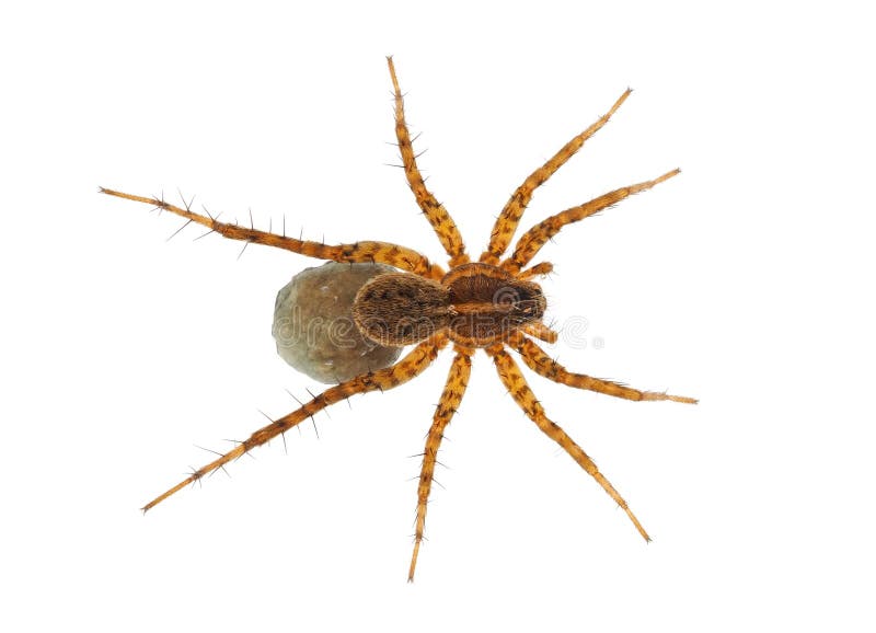 Thinlegged Wolf Spider with Egg Sac Isolated on White Background ...