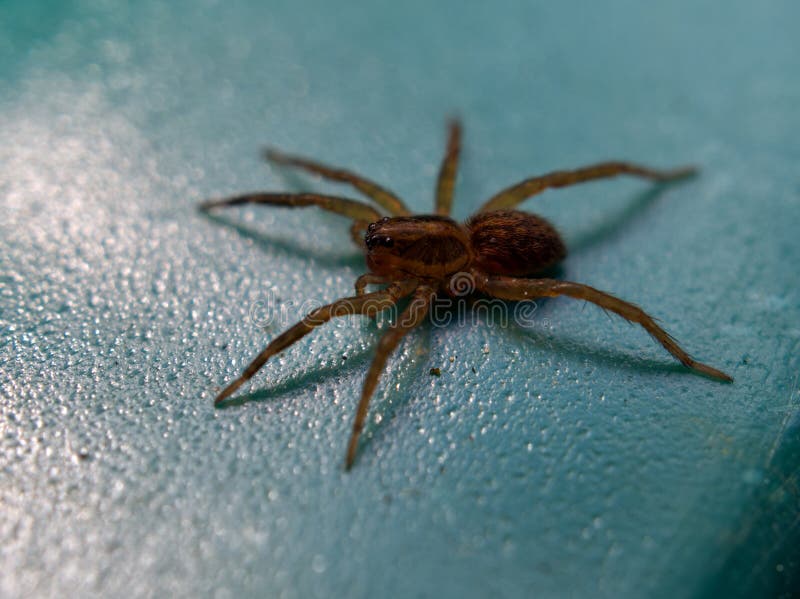 Pardosa Palustris Stock Photos - Free & Royalty-Free Stock Photos from ...