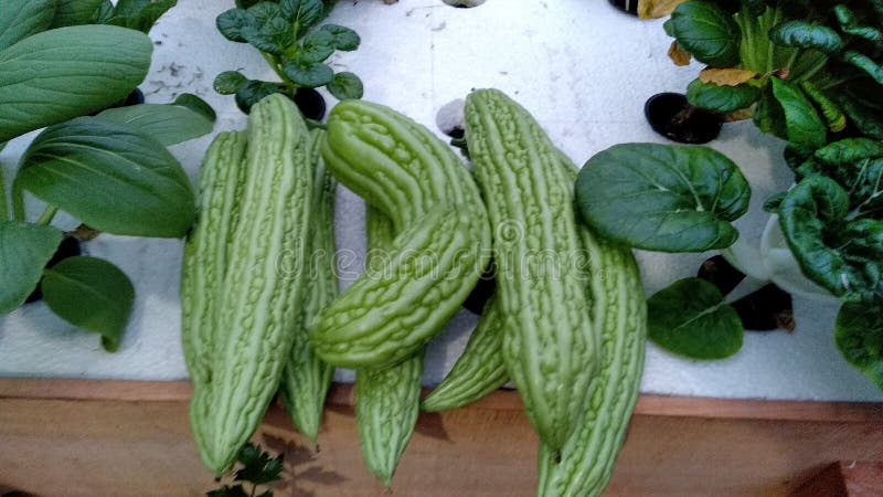 Pare Fruit Vegetables are Grown with a Hydroponic System Stock Photo ...