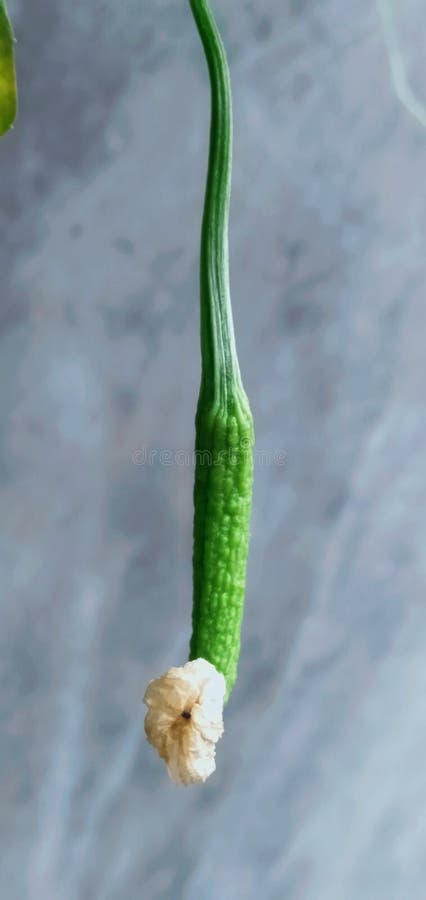 Pare vegetable fruit stock image. Image of vegetable - 209483537