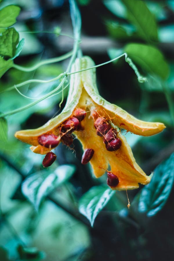 Pare Vegetable from Indonesian Stock Image - Image of trees, pare ...