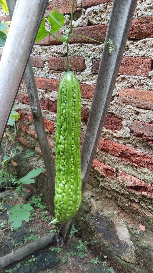 Pare Vegetables that Grow Behind the House Stock Photo - Image of house ...