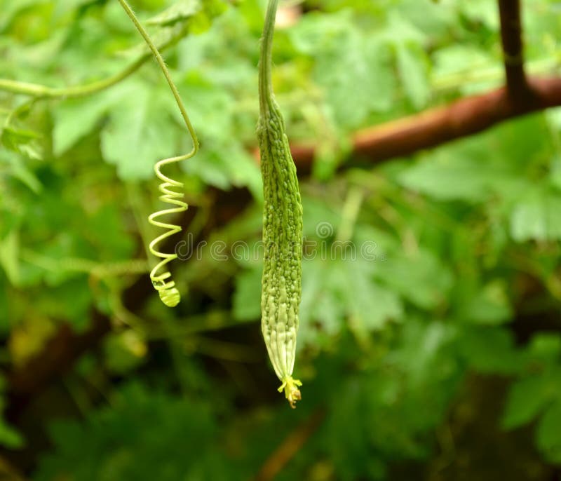 Pare Vegetables that Grow Behind the House Stock Photo - Image of house ...