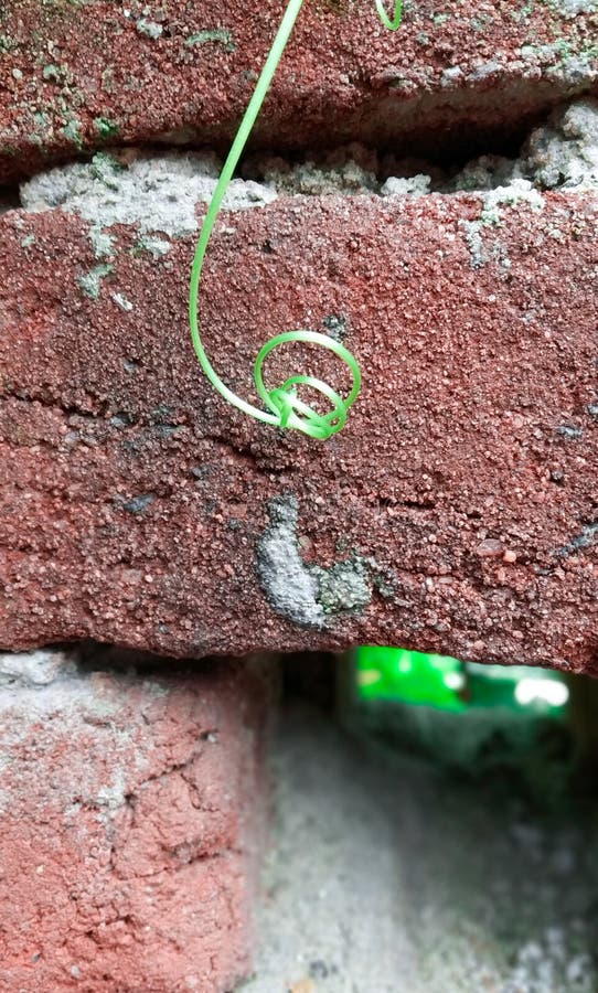 Pared con cosas verdes imagen de archivo. Imagen de hierba - 129009271