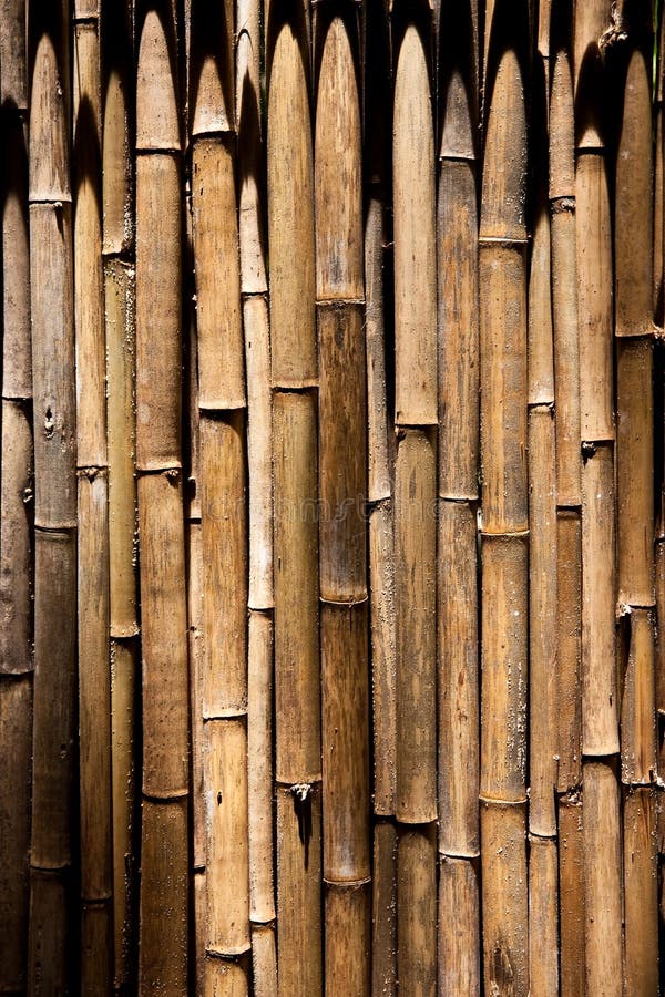 Pared de bambú imagen de archivo. Imagen de bosque, selva - 11090035