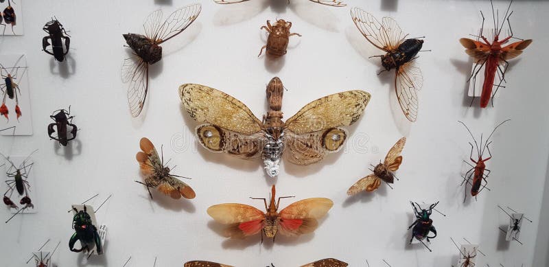 Pared De Diferentes Mariposas, Insectos E Insectos En Un Museo Imagen ...