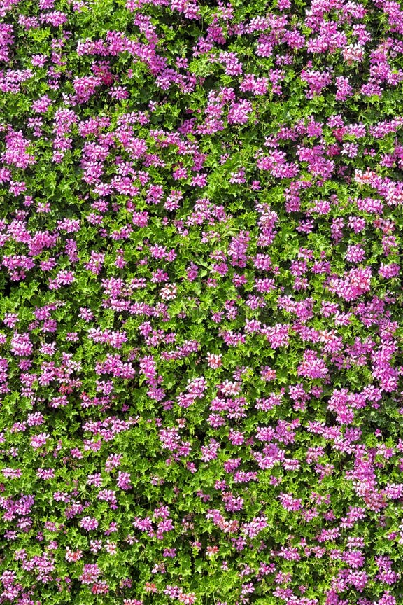 Pared perfecta de flores foto de archivo. Imagen de ambiente - 157029148
