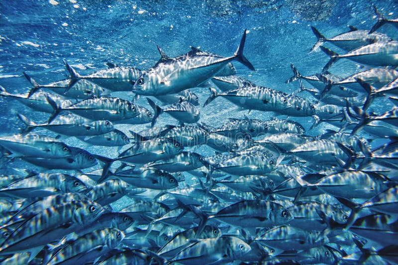 Parede do atum imagem de stock. Imagem de bonito, selvagem - 21996191