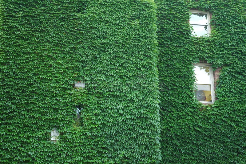 Parede verde imagem de stock. Imagem de textura, paisagem - 65417