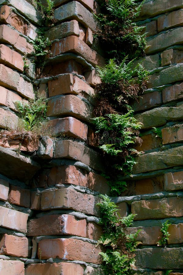 Paredes Embotadas Con Las Plantas Silvestres Foto de archivo - Imagen ...