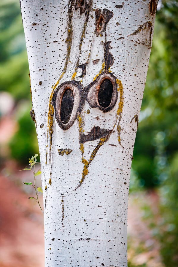 Pareidolia of Eyes in the Trunk of a Birch Tree Stock Image - Image of ...
