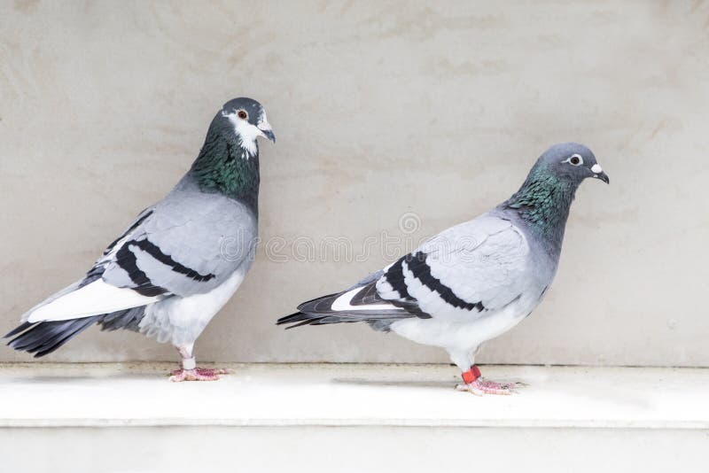Parejas De Palomas De Acogida En Loft Foto de archivo - Imagen de raza ...