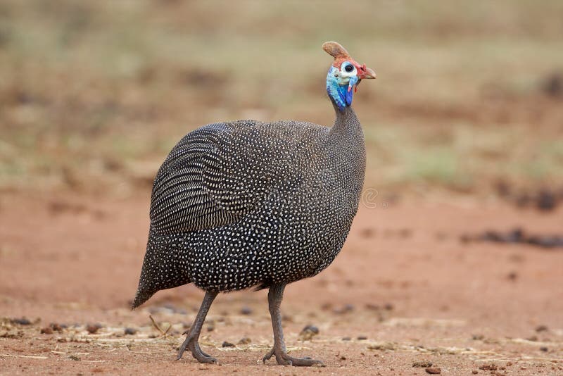 Parelhoen stock afbeelding. Afbeelding bestaande uit wild - 57922695