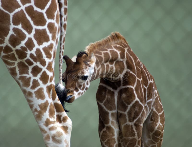 Parent and baby giraffe stock photo. Image of fence, wildlife - 7703368