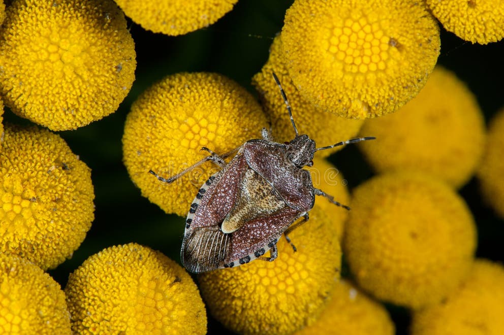 Parent Bug stock image. Image of grisea, yellow, motherly - 20616521