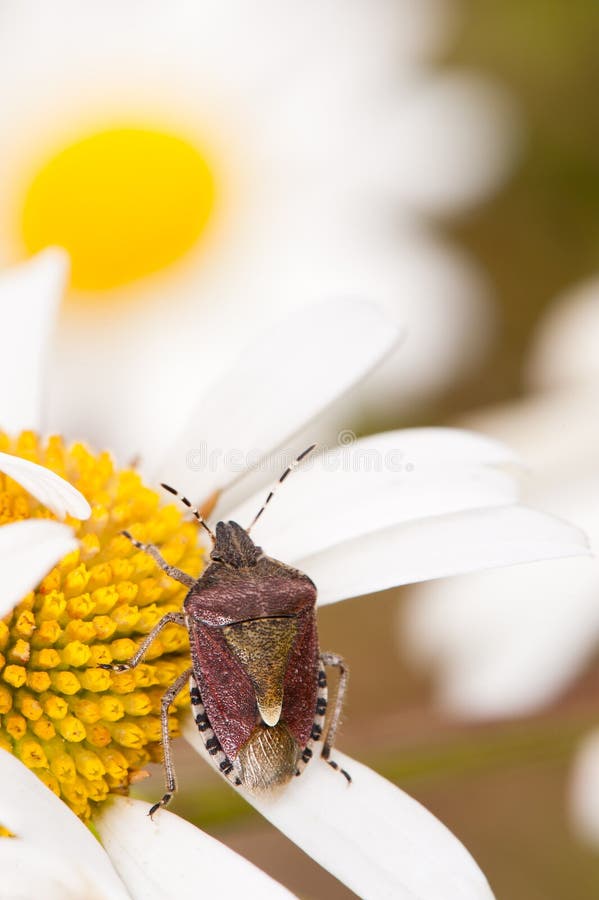 Parent Bug stock image. Image of shield, elasmucha, closeup - 25237079