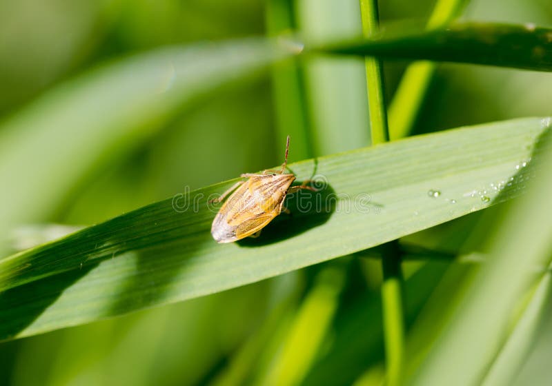 Parent Bug Elasmucha Grisea, Shield Bug, Stink Bug, Family of Stock ...