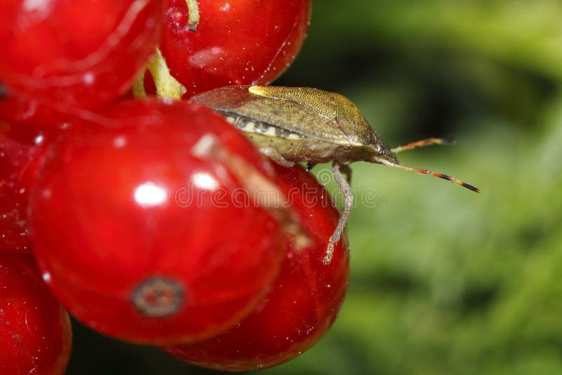 Parent Bug on the Red Currants Stock Image - Image of fruit, animal ...