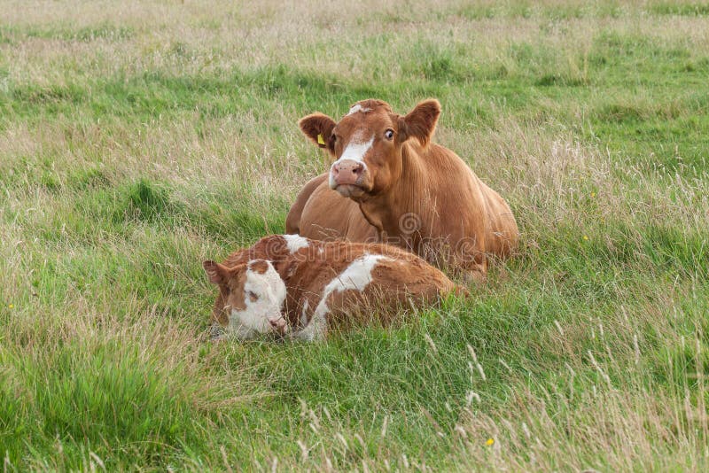 Parent Cow stock image. Image of livestock, field, eyes - 38725541