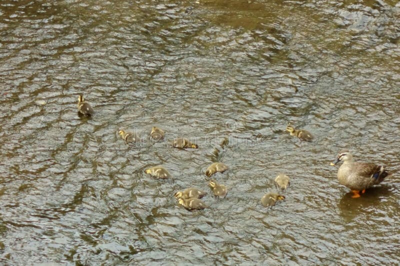 Parent Duck Watching Ducklings Stock Photo - Image of river, stream ...