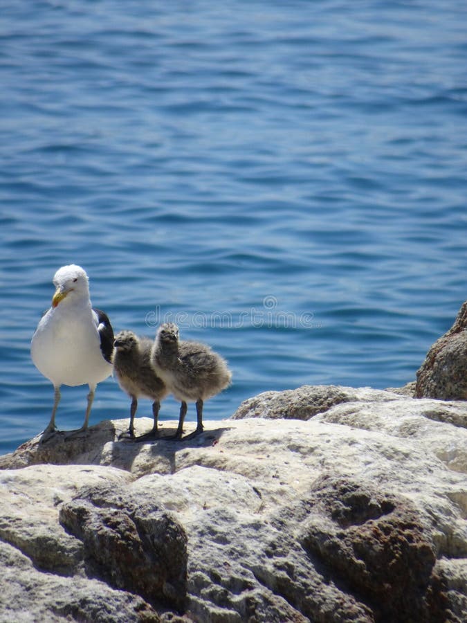 Parent Seagull and Its Gull Chicks Stock Image - Image of birds, gull ...