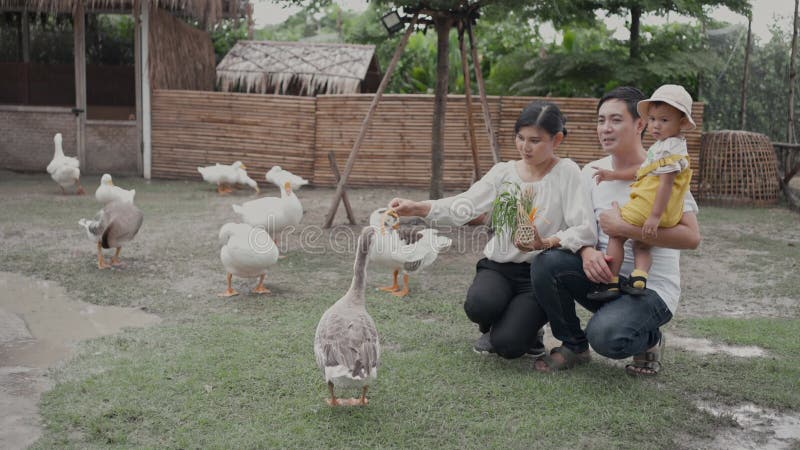 The Parent and Son Feeding Ducks in the Farm Stock Video - Video of ...