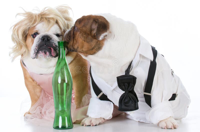 Borracho como perro foto de archivo. Imagen de buldog - 18339084