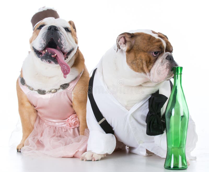 Borracho como perro foto de archivo. Imagen de buldog - 18339084