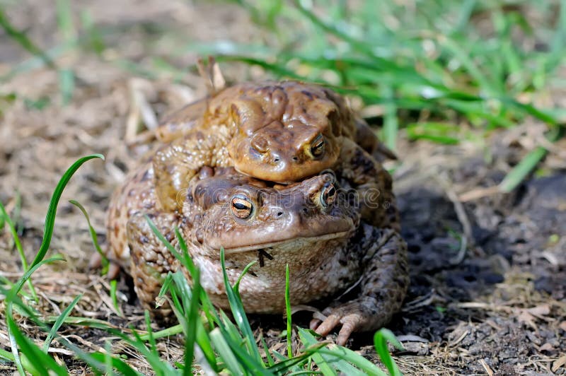 Pares De Acoplamento Do Sapo Comum, Bufo De Bufo Foto de Stock - Imagem ...