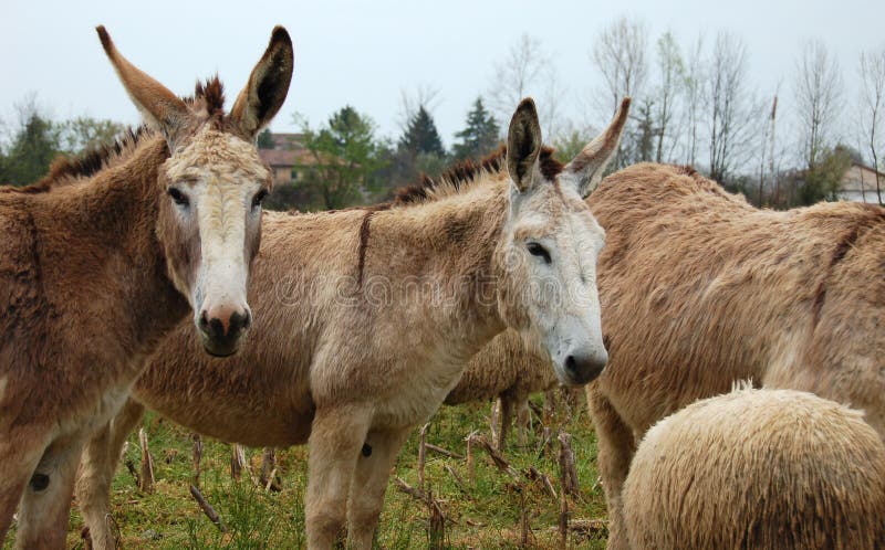 Pares de dia dos asnos imagem de stock. Imagem de asnos - 116224663