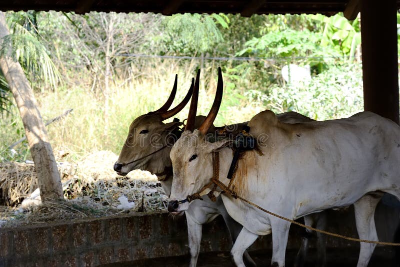 Pares de bueyes de trabajo foto de archivo. Imagen de vaca - 89156964