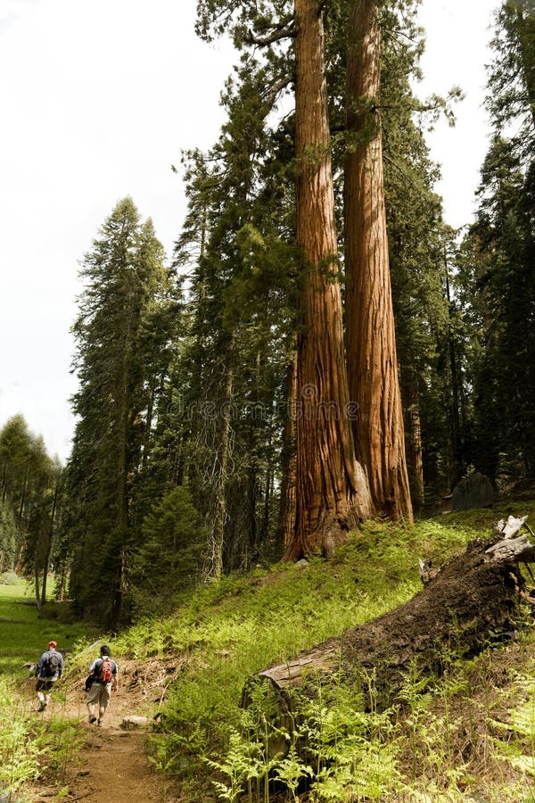 Hombre Del Caminante En Parque Nacional De Secoya Varón Del Viajero Que ...