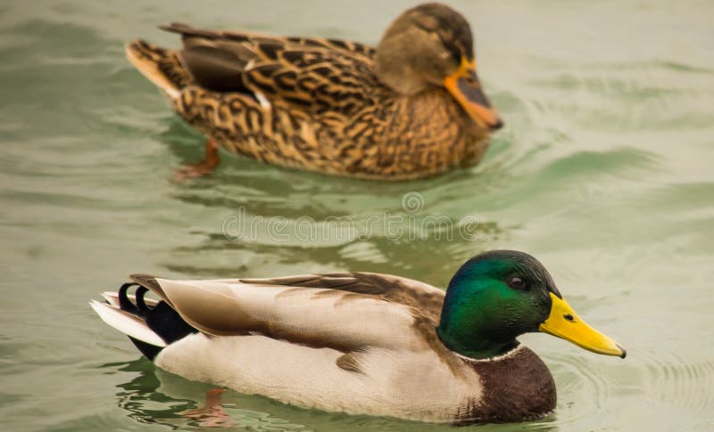 Pares De Close-up Dos Patos Selvagens Imagem de Stock - Imagem de pena ...