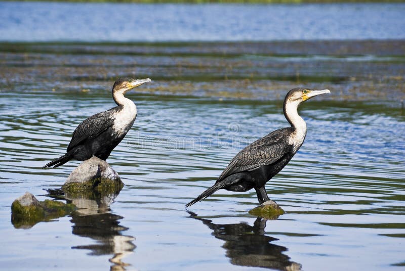 Pares De Cormoranes Blancos-breasted Imagen de archivo - Imagen de ...