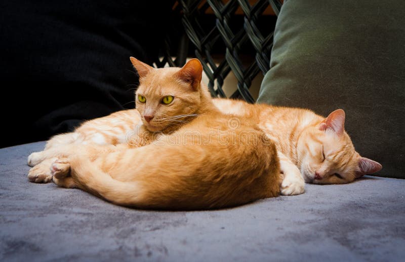 Gato Rajado Que Descansa E Que Levanta Imagem de Stock - Imagem de ...