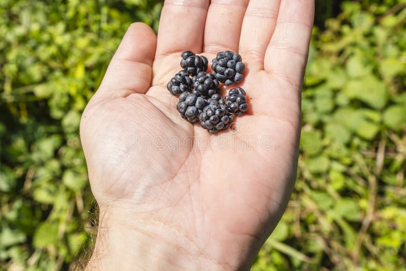 Pares De La Fruta De La Zarza a Mano Imagen de archivo - Imagen de ...