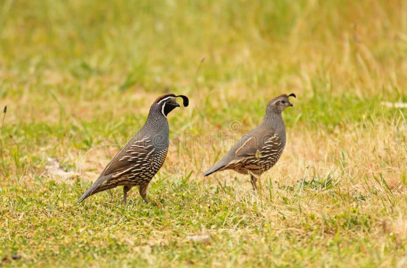Dos Codornices, Japonica Del Coturnix Fotografiado En Naturaleza Foto ...