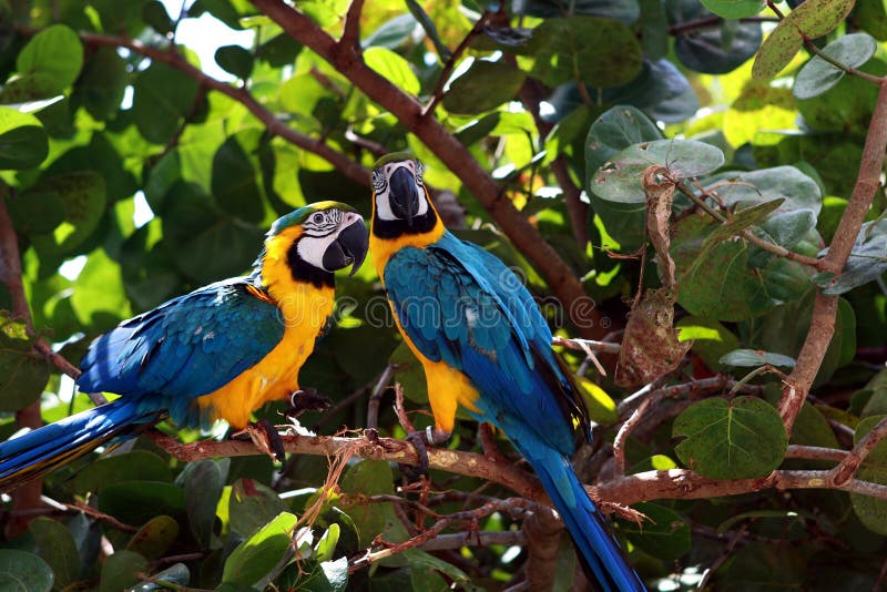 Pares De Loros Azules Del Macaw Foto de archivo - Imagen de azul, amor ...