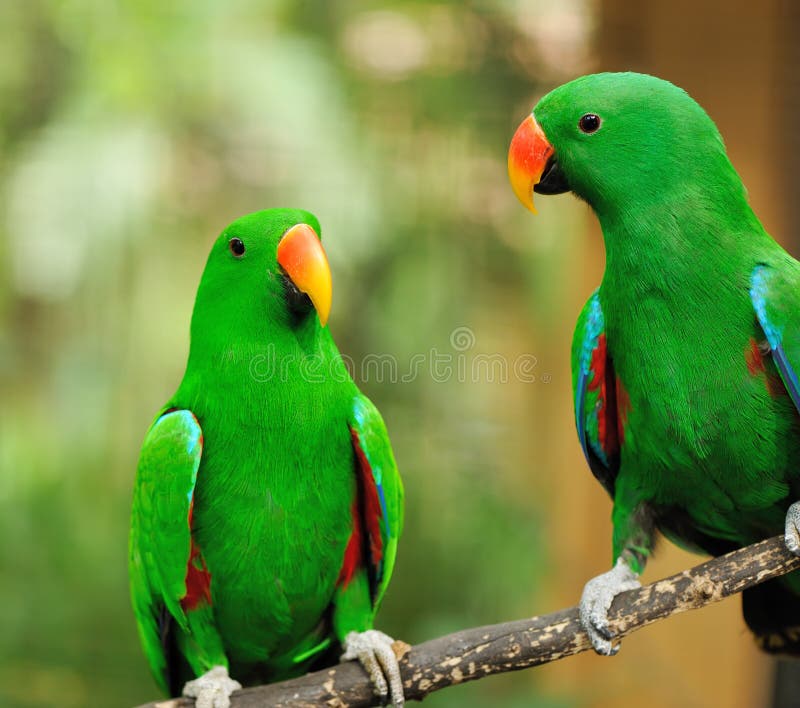 Pares De Los Loros Verdes Del Eclectus Imagen de archivo - Imagen de ...