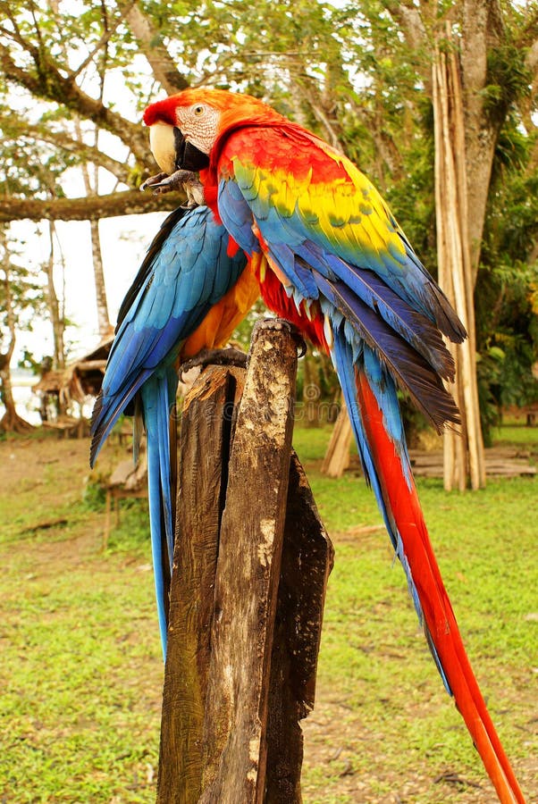 Pares De Papagaios Da Arara Imagem de Stock - Imagem de macio, bico ...