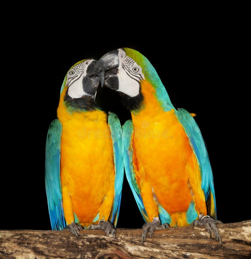 Pares De Papagaios Do Macaw Foto de Stock - Imagem de assento, papagaio ...