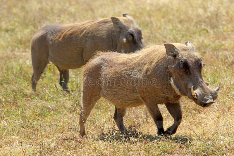 Pares De Passeio Dos Javalis Africanos Imagem de Stock - Imagem de ...
