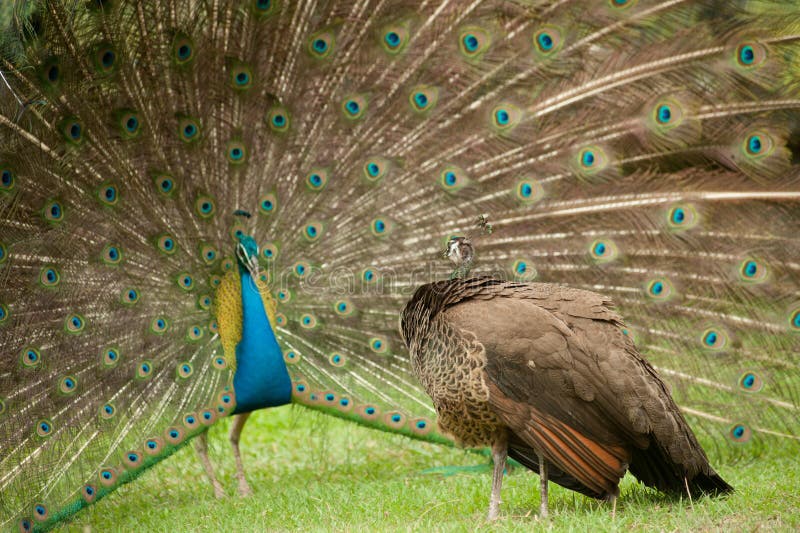 El Cortejar Del Pavo Real Y De La Pava Real Imagen de archivo - Imagen ...