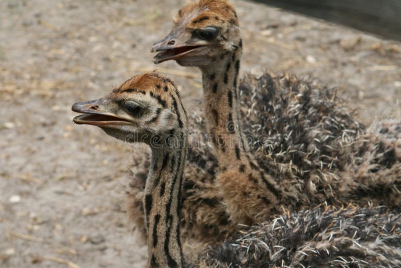 Pequeñas avestruces imagen de archivo. Imagen de poco - 21032721