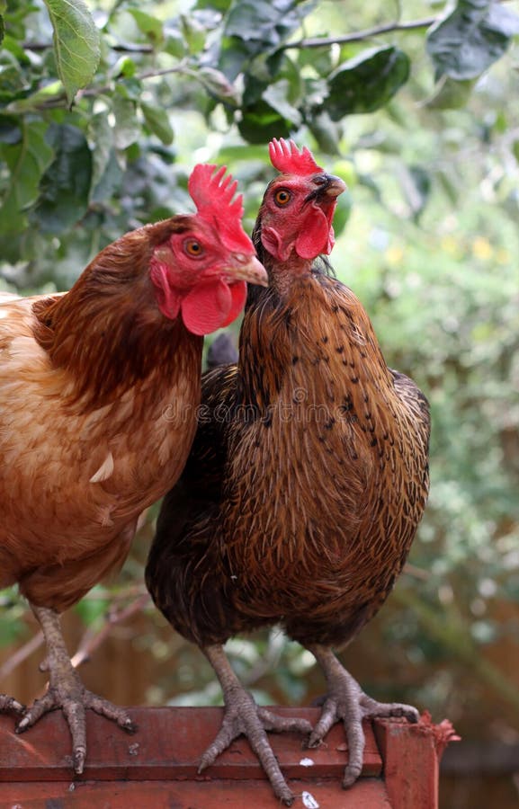 Pares de pollos foto de archivo. Imagen de soporte, standing - 10916526