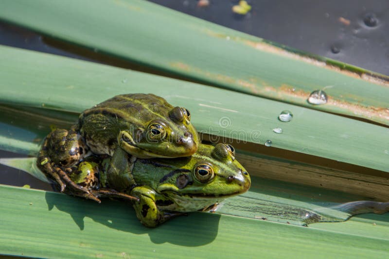 Pares De Ranas Durante El Acoplamiento Foto de archivo - Imagen de ...