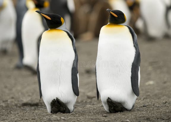 Pares del pingüino imagen de archivo. Imagen de pies - 13090449